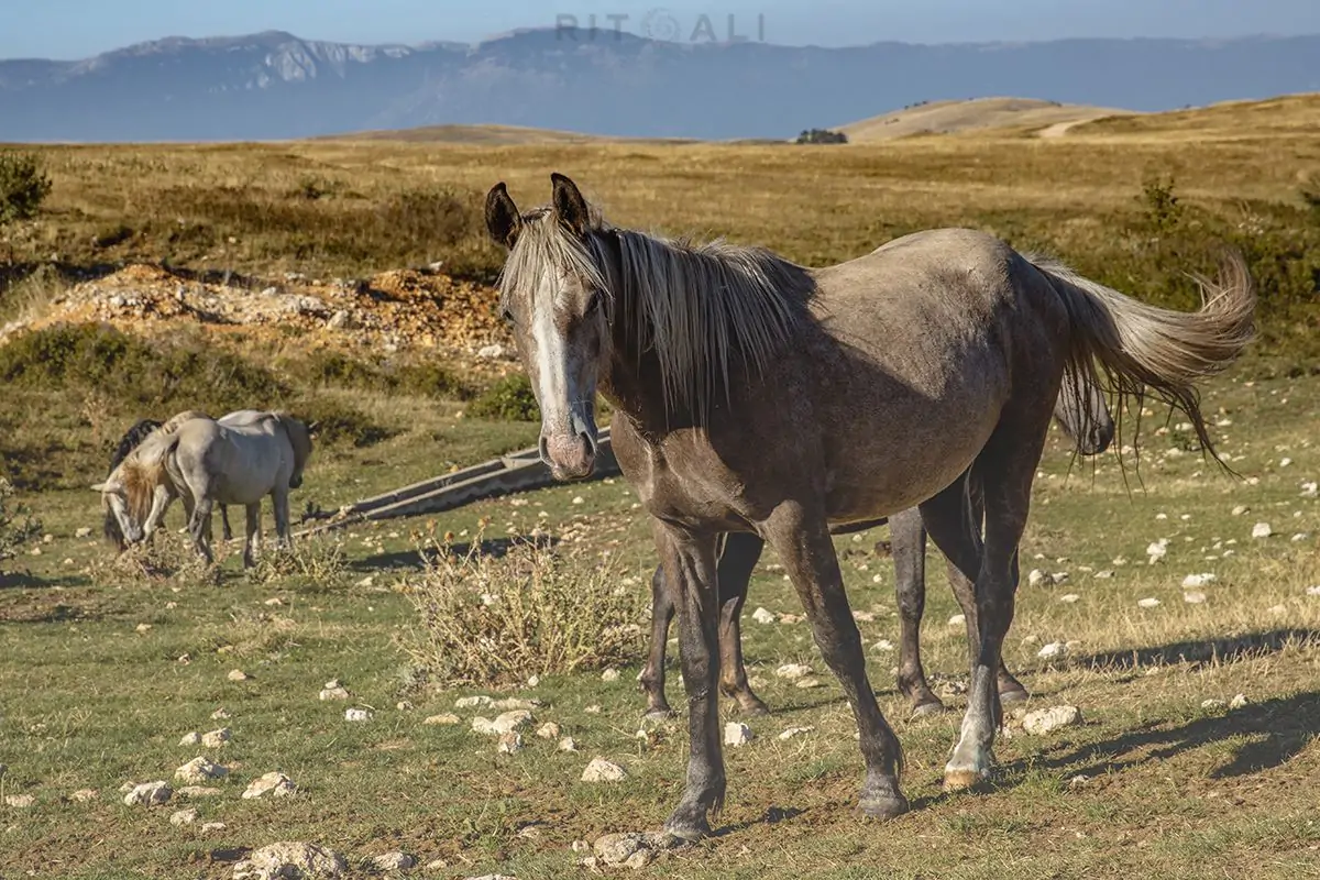 PLANINA CINCAR. LIVNO. DIVLJI KONJI - Rituali