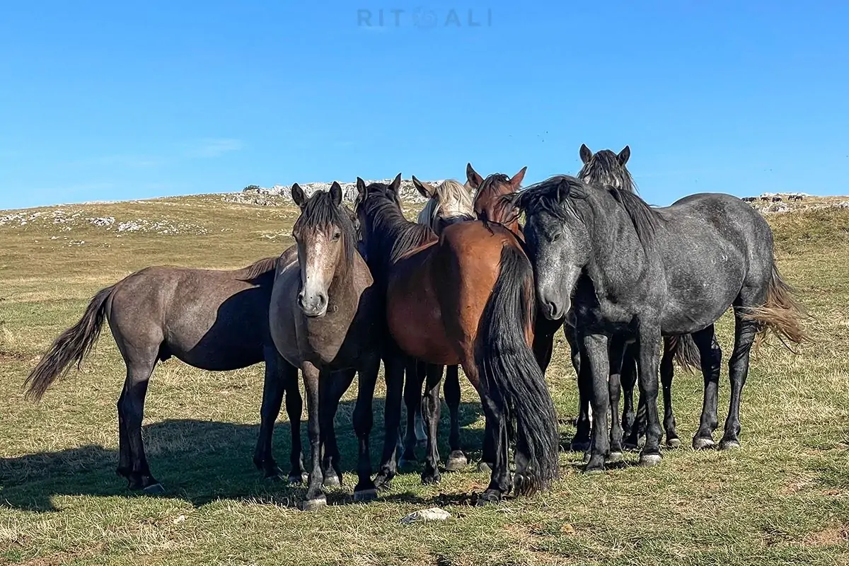 PLANINA CINCAR. LIVNO. DIVLJI KONJI - Rituali
