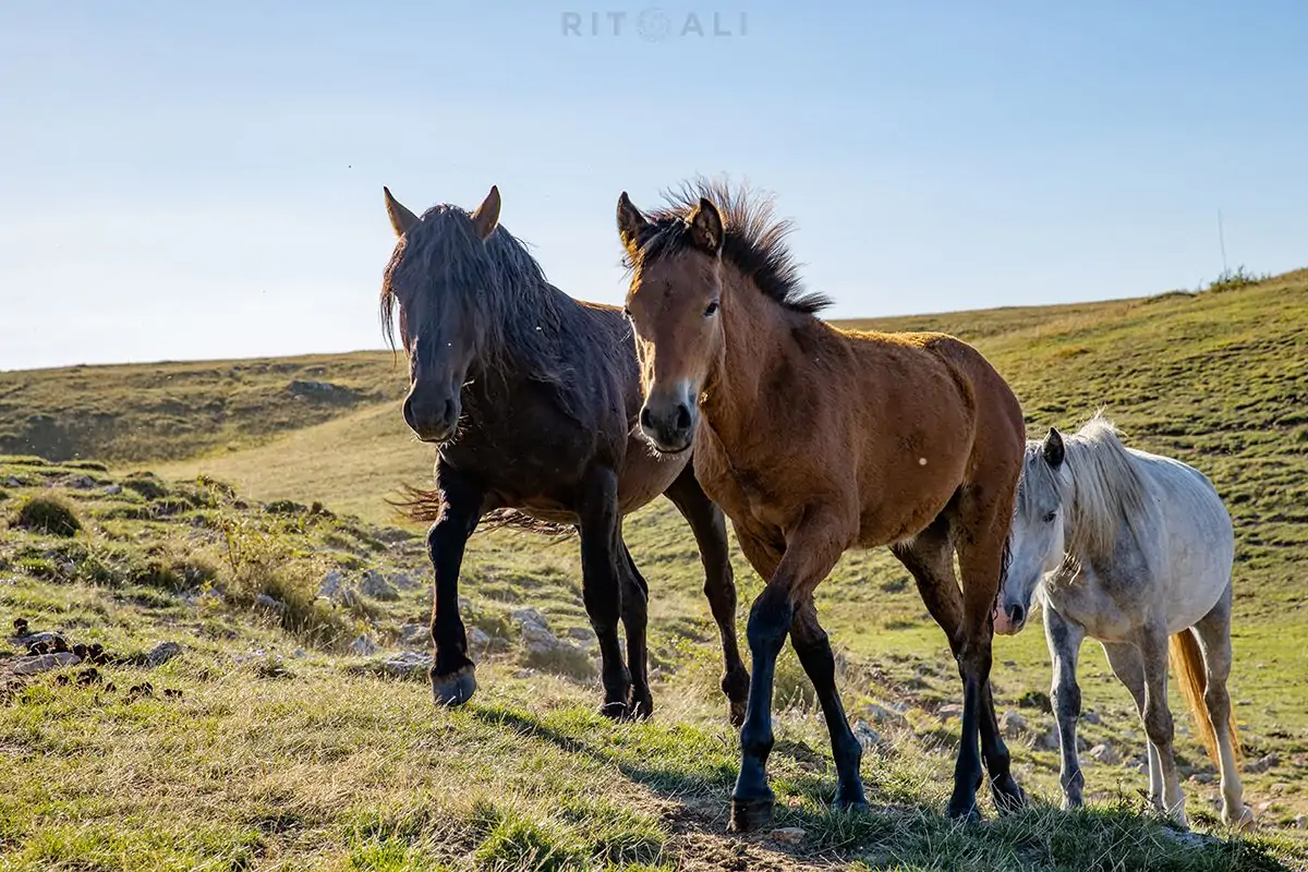 PLANINA CINCAR. LIVNO. DIVLJI KONJI - Rituali