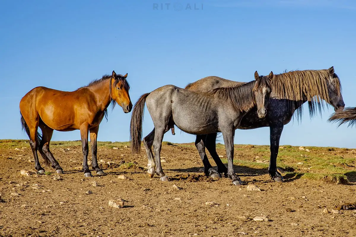 PLANINA CINCAR. LIVNO. DIVLJI KONJI - Rituali